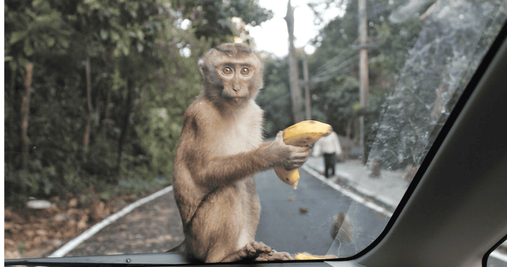 Monkey Hill Phuket: Exploring the Fascinating Monkey Hill Viewpoint