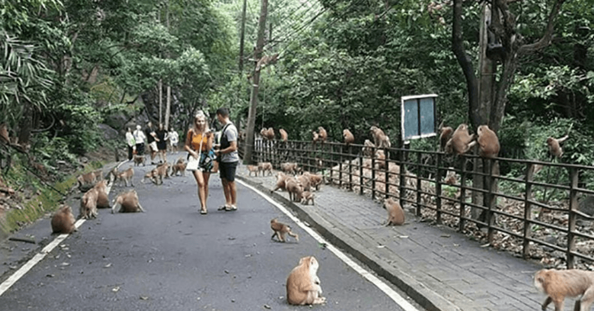 Monkey Hill Phuket: Exploring the Fascinating Monkey Hill Viewpoint